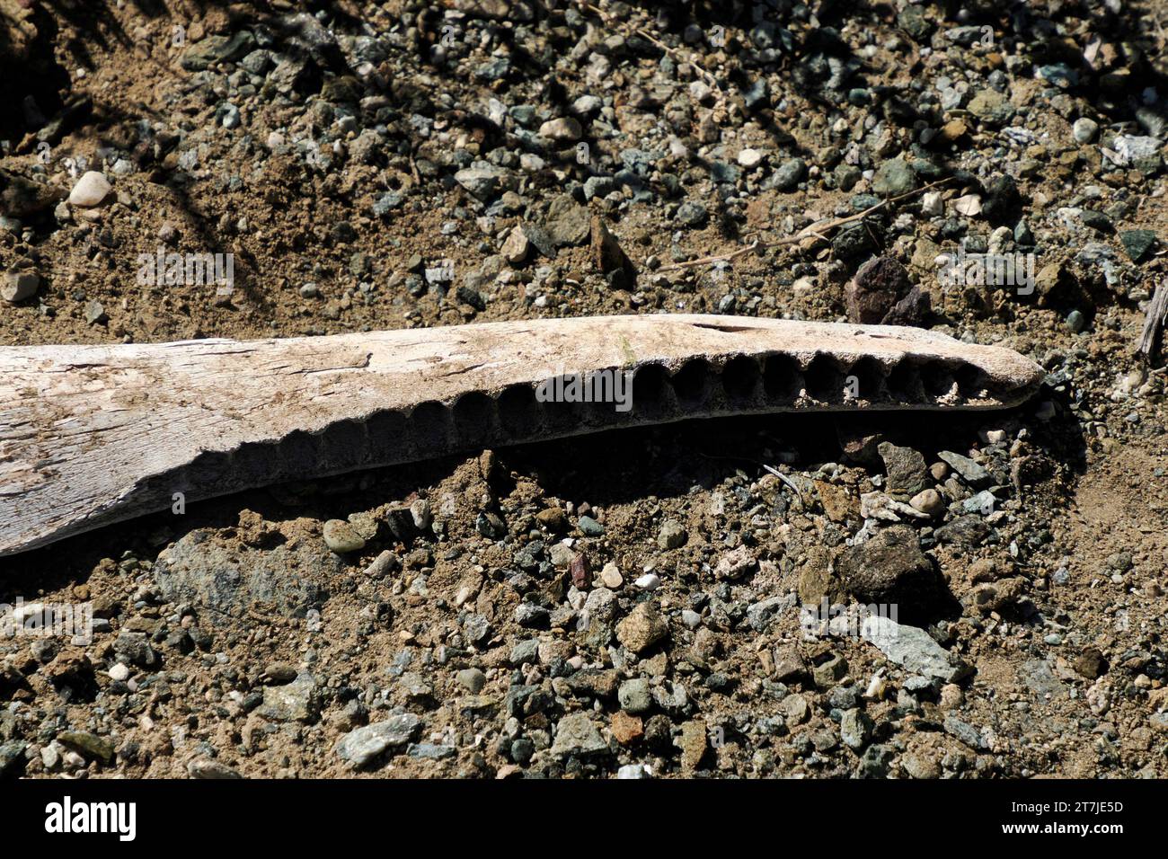 Dolphin anatomy hi-res stock photography and images - Alamy