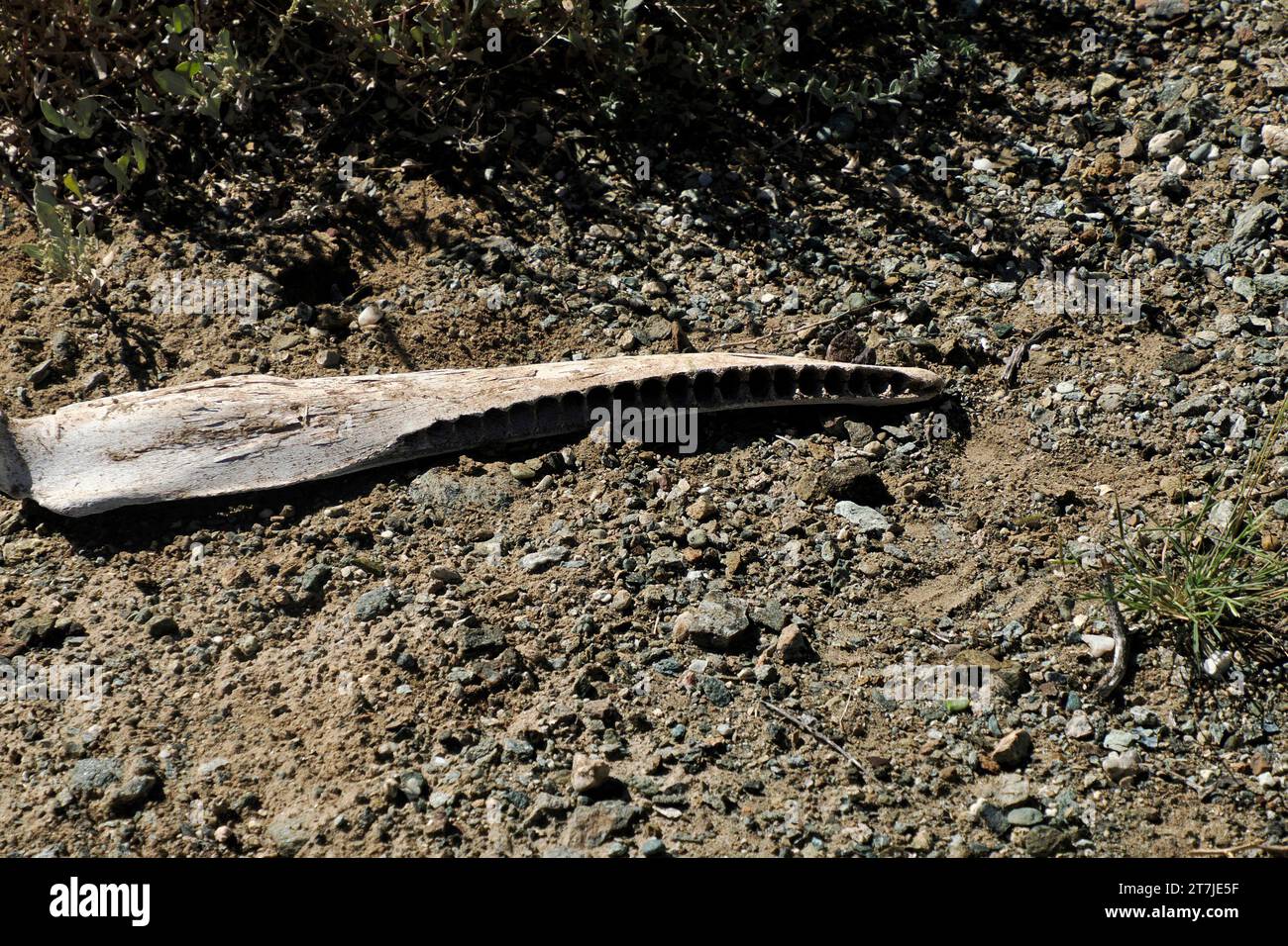 Dolphin anatomy hi-res stock photography and images - Alamy