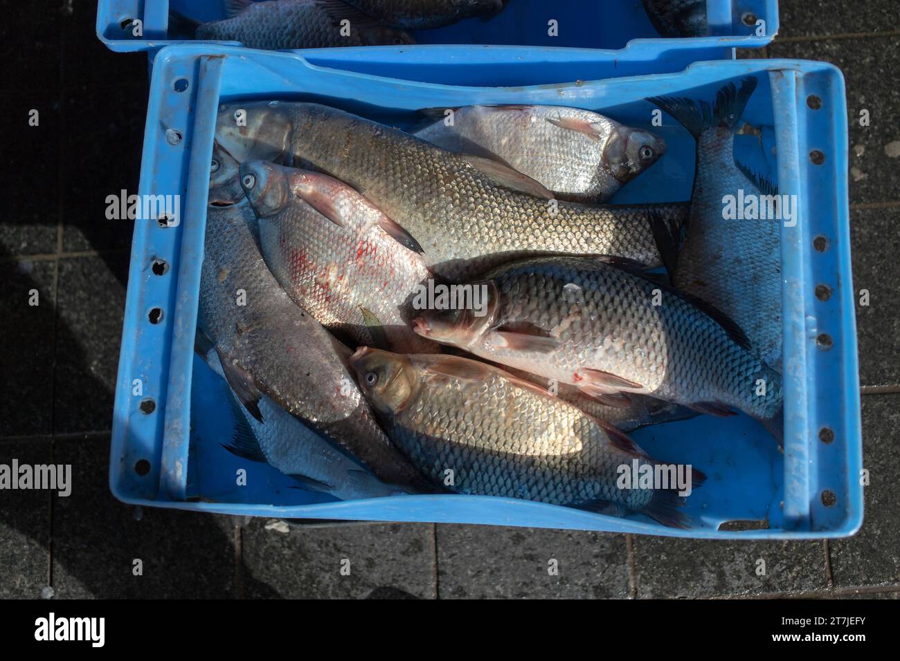 Market fish crate hi-res stock photography and images - Alamy