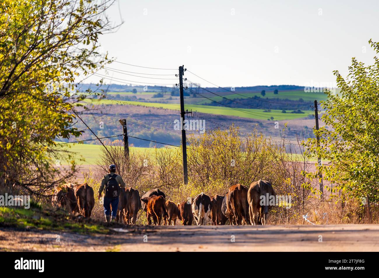 Dairyherd hi-res stock photography and images - Alamy