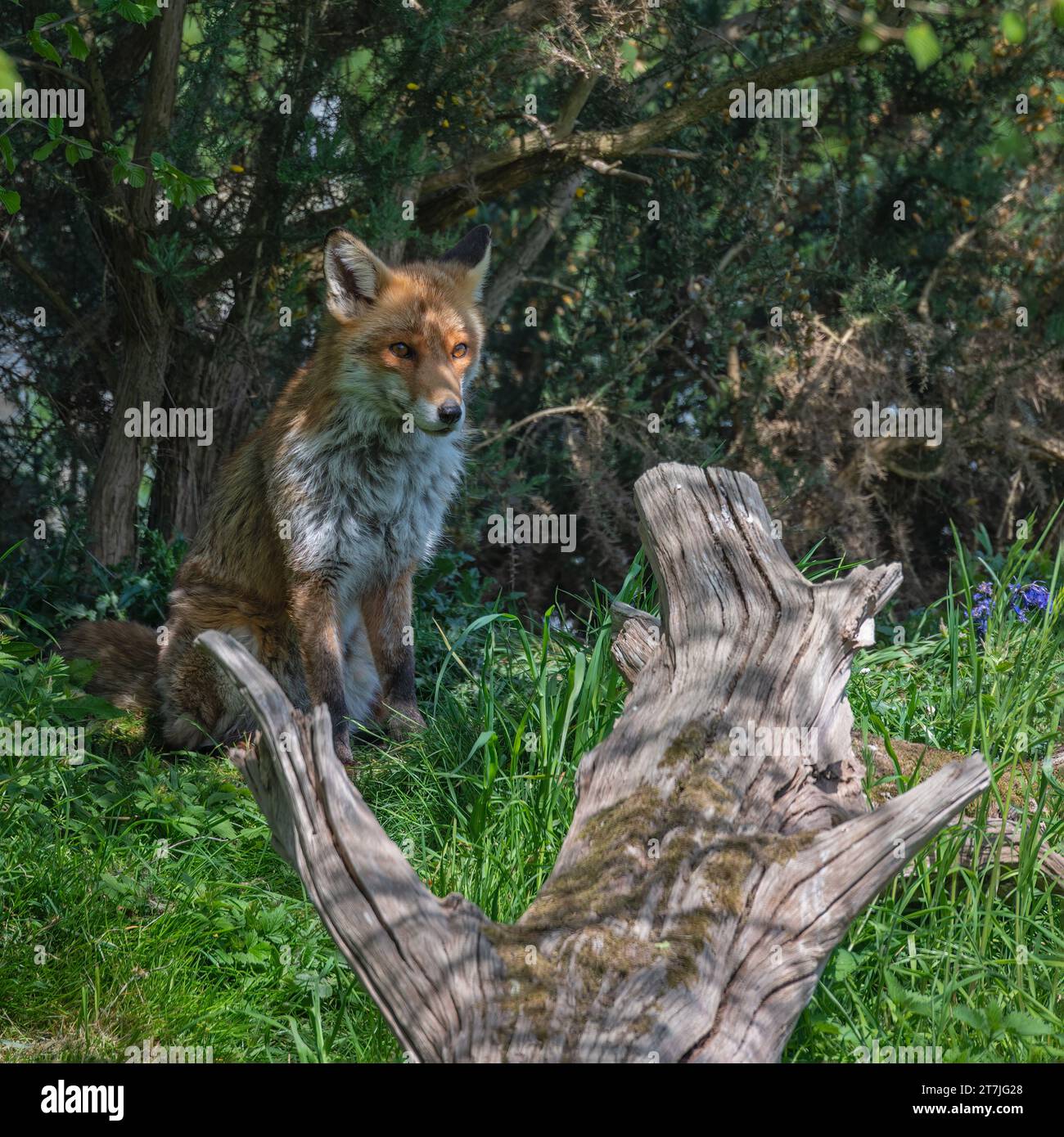 A European Red Fox searching for food in its enclosure at British ...