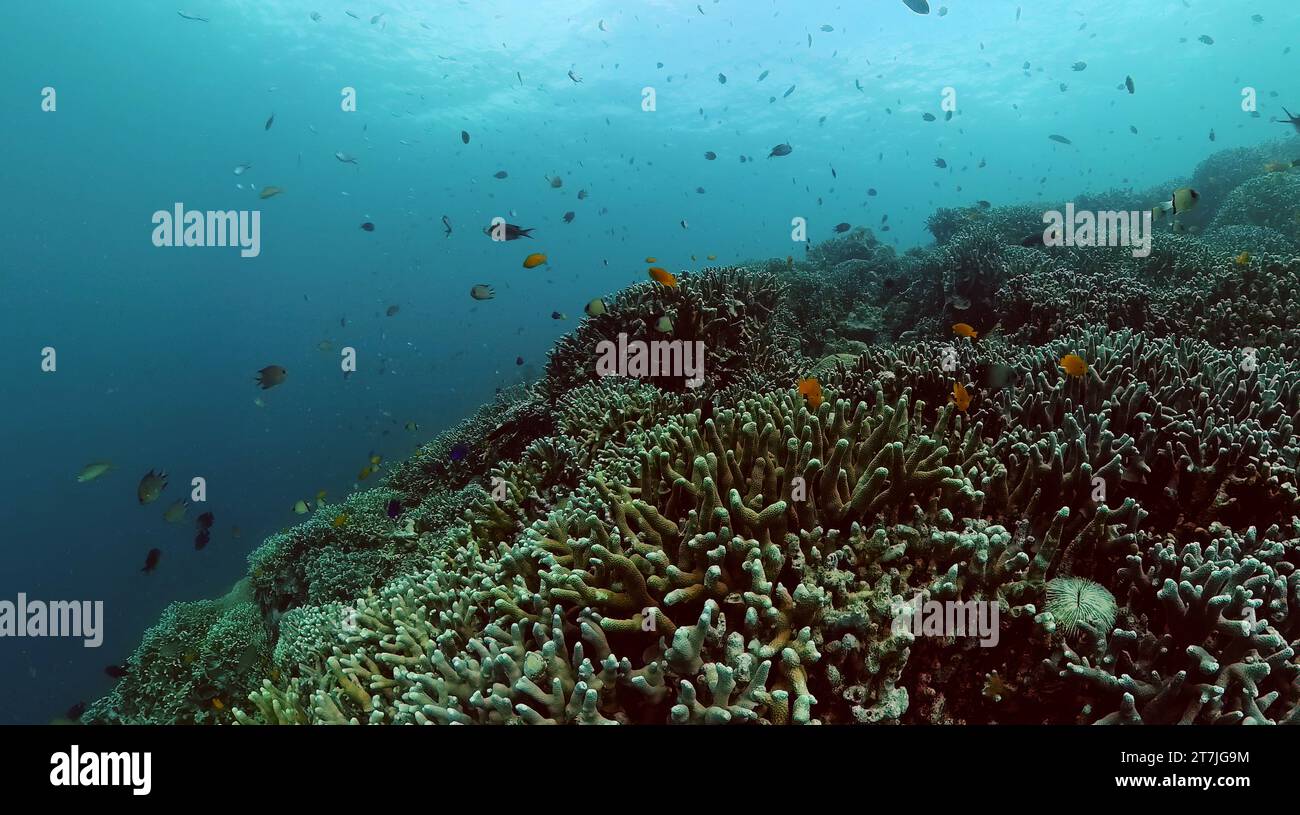 Beautiful underwater world, coral reef and fish underwater. Marine ...