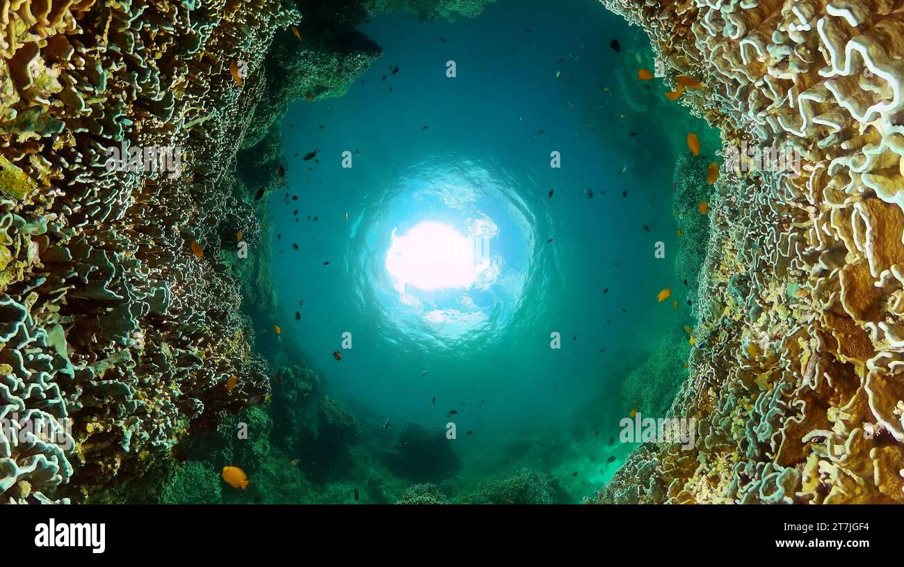 Coral reef and fish underwater world. Diving and snorkeling scene ...