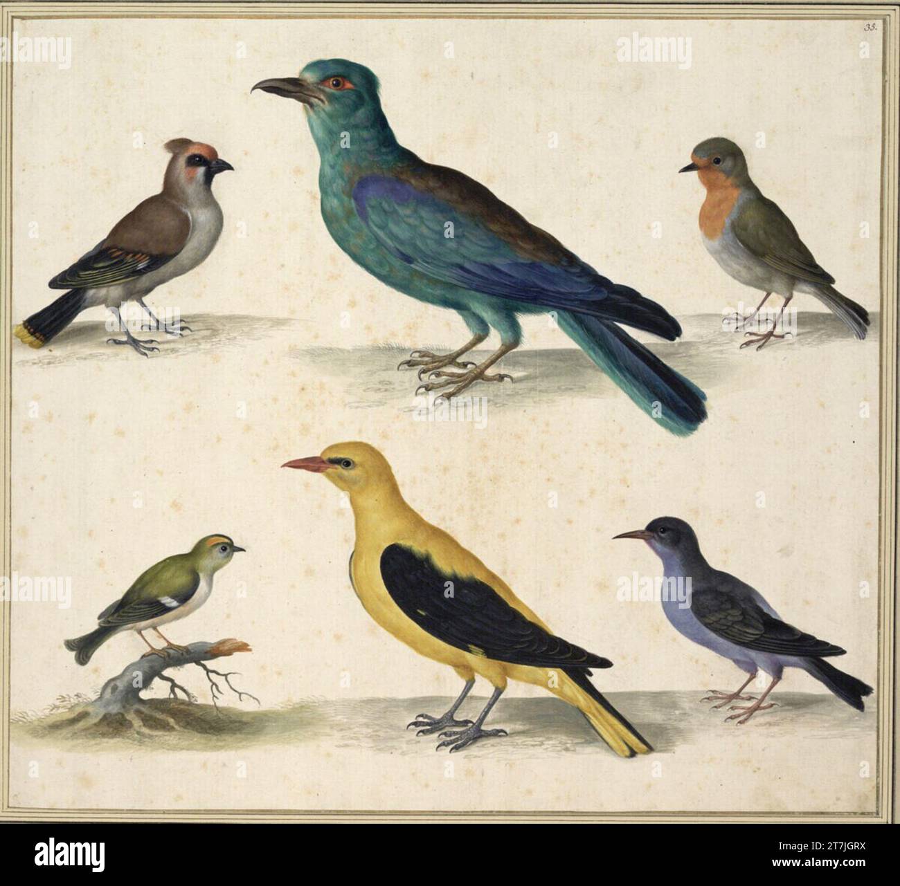 Johann Jakob Walther d. Ä. Cabinulus. Bin Blutströpfflin talkative or ...