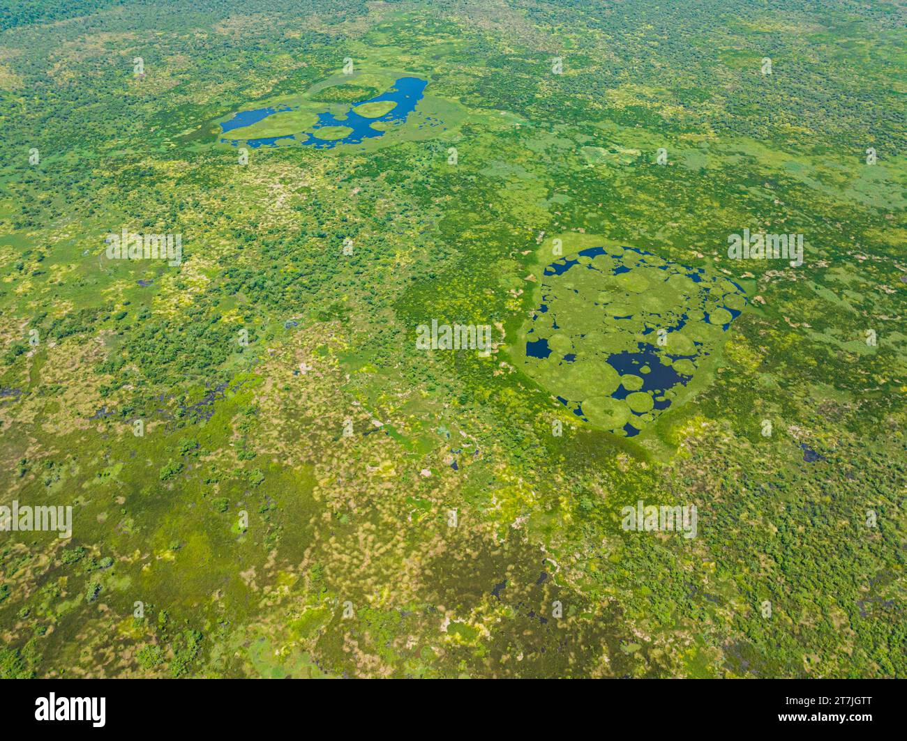 Lush vegetation and swamp forest over the Agusan Marsh Wildlife ...