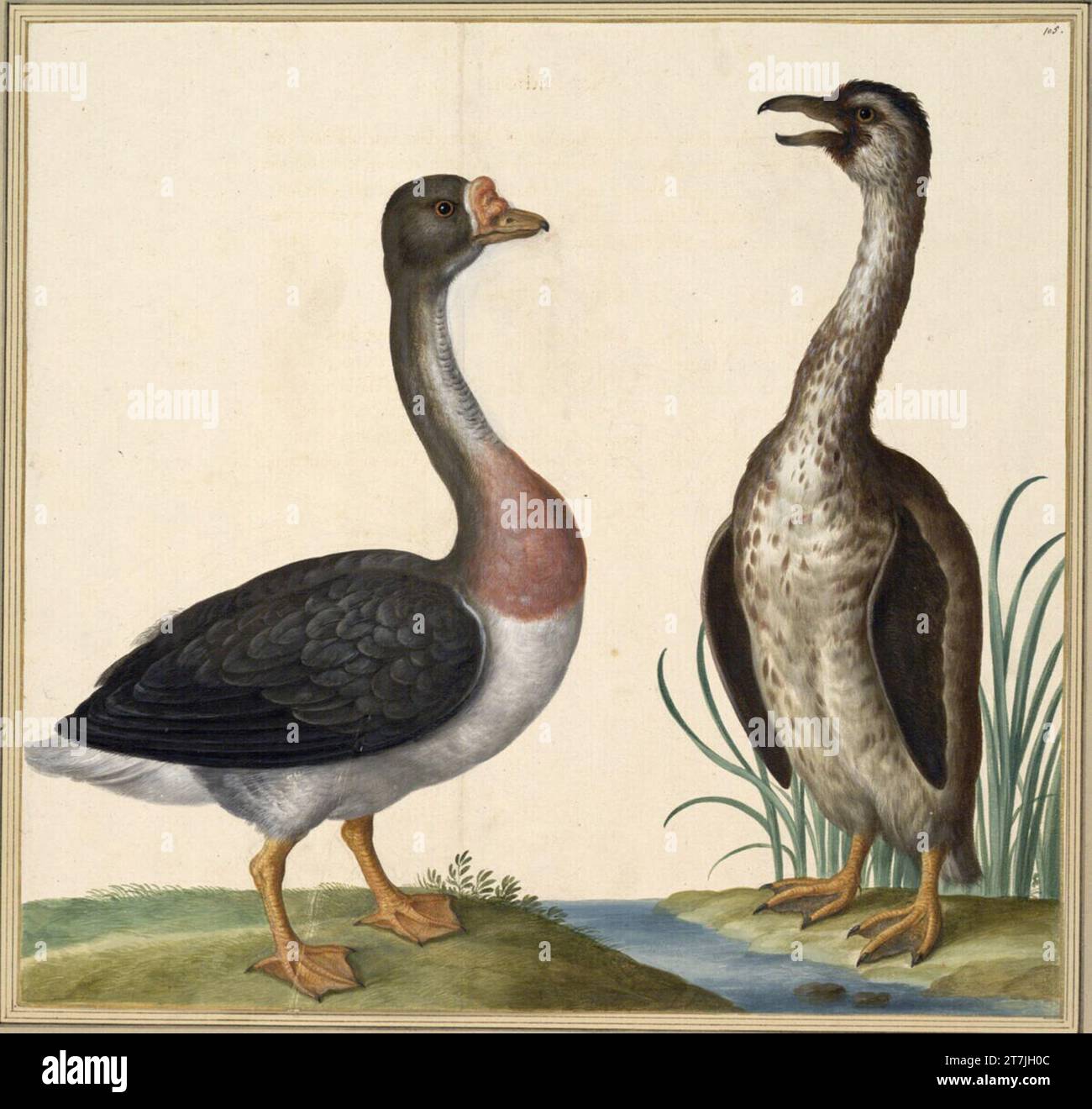 Johann Jakob Walther d. Ä. Considers indicus'. Watercolor, cover colors ...