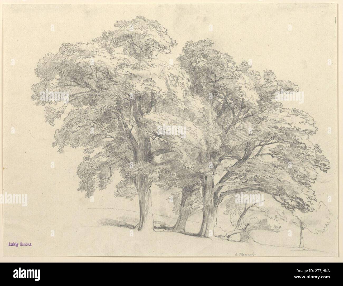 Anton Hansch Leaf tree group. Pencil 1850-1870 , 1850/1870 Stock Photo ... Anton Hansch Leaf tree group. Pencil 1850-1870 , 1850/1870 Stock Photo ...