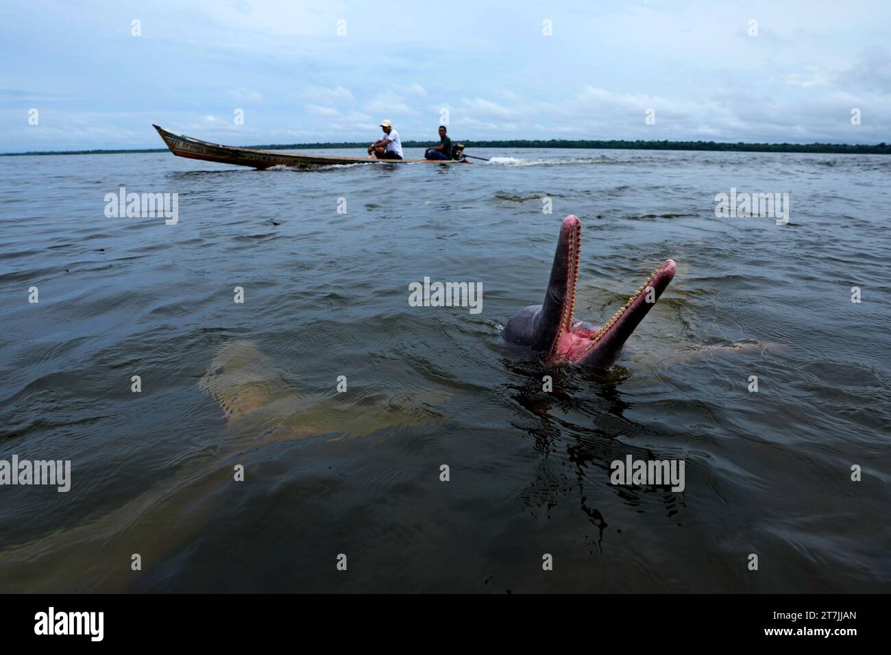 An Amazon river dolphin, known as a boto, plays in a nature preserve ...
