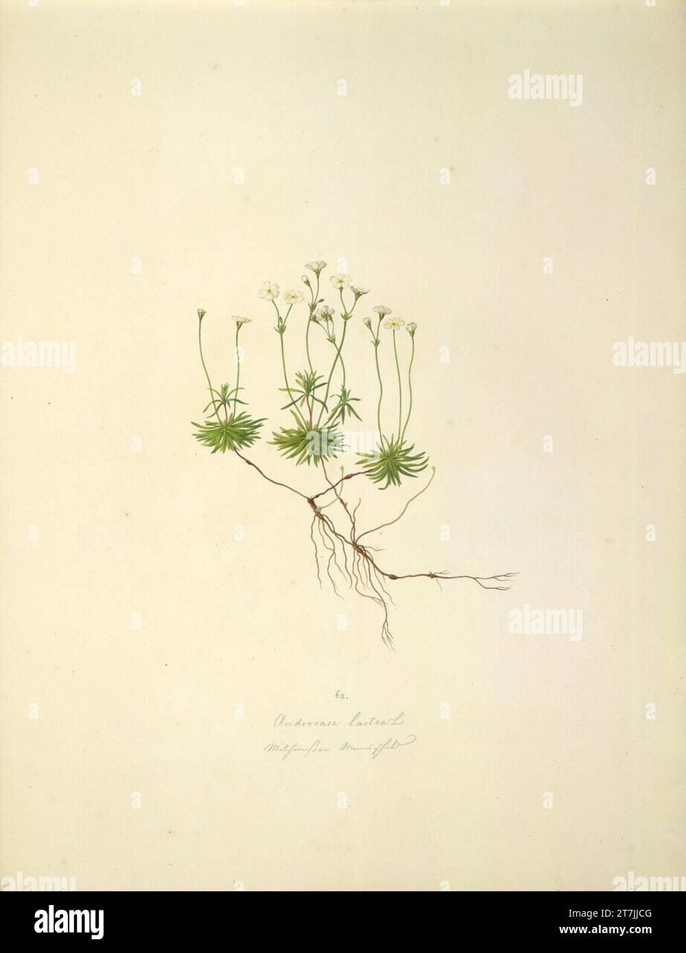 August Rokert Androsace Lactea L - Milchwei's man sign. Watercolor 1835 ...