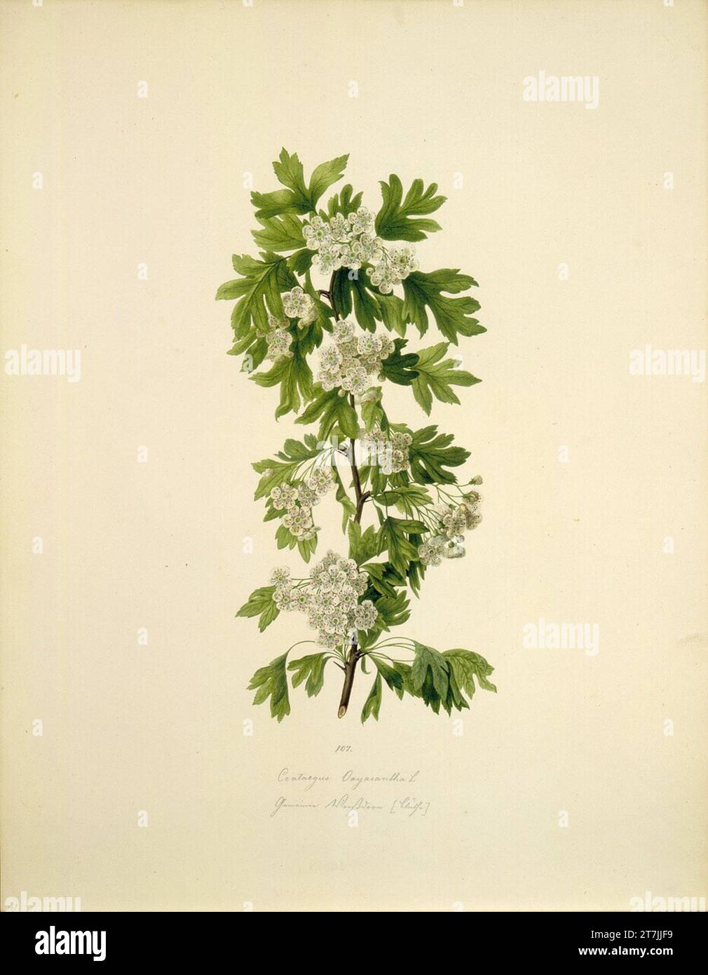 August Rokert Crataegus Oxyacantha L - two -handed hawthorn (flower ...