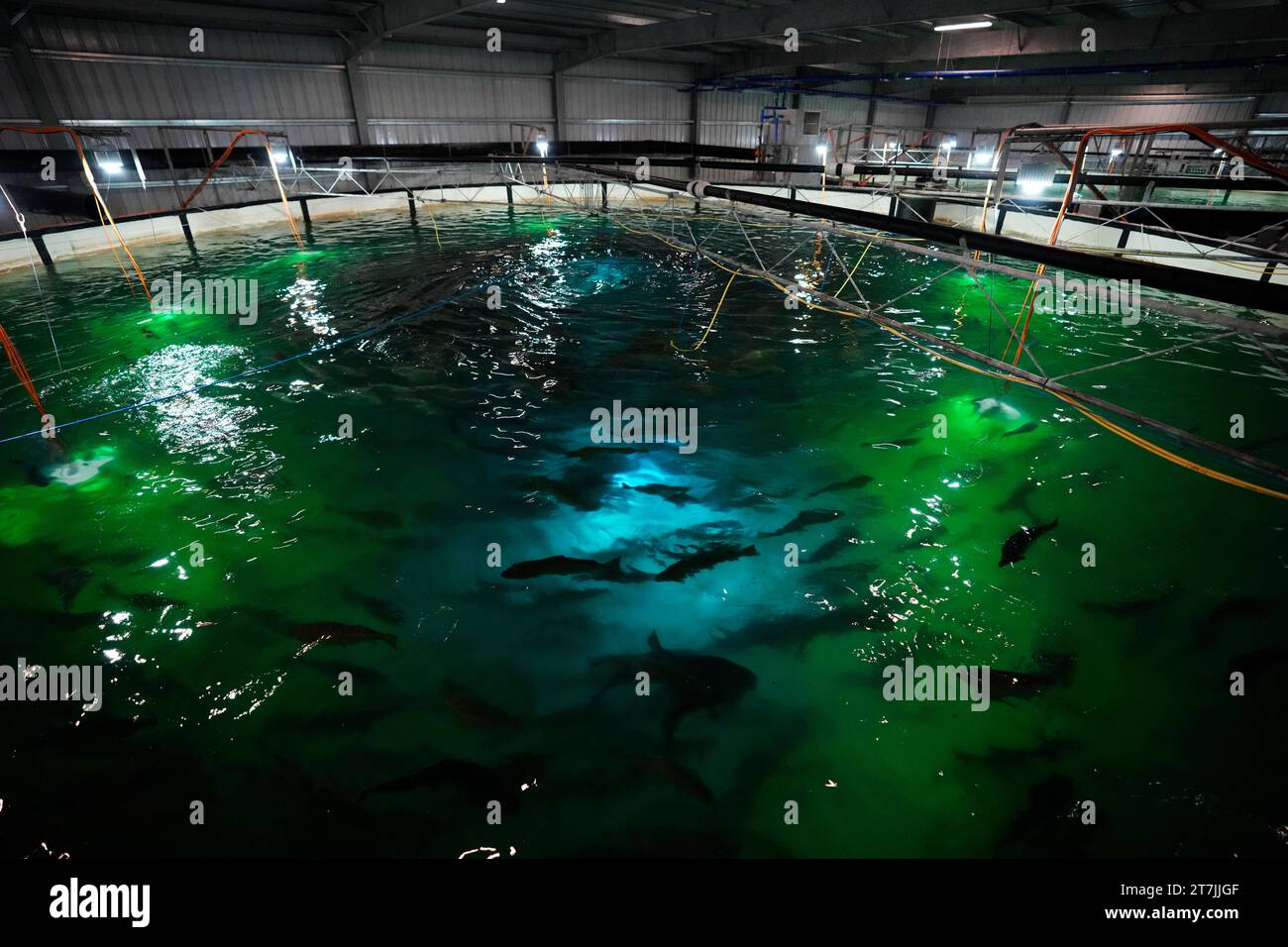 Salmon in the final growth stage before harvest swim in a two-story ...