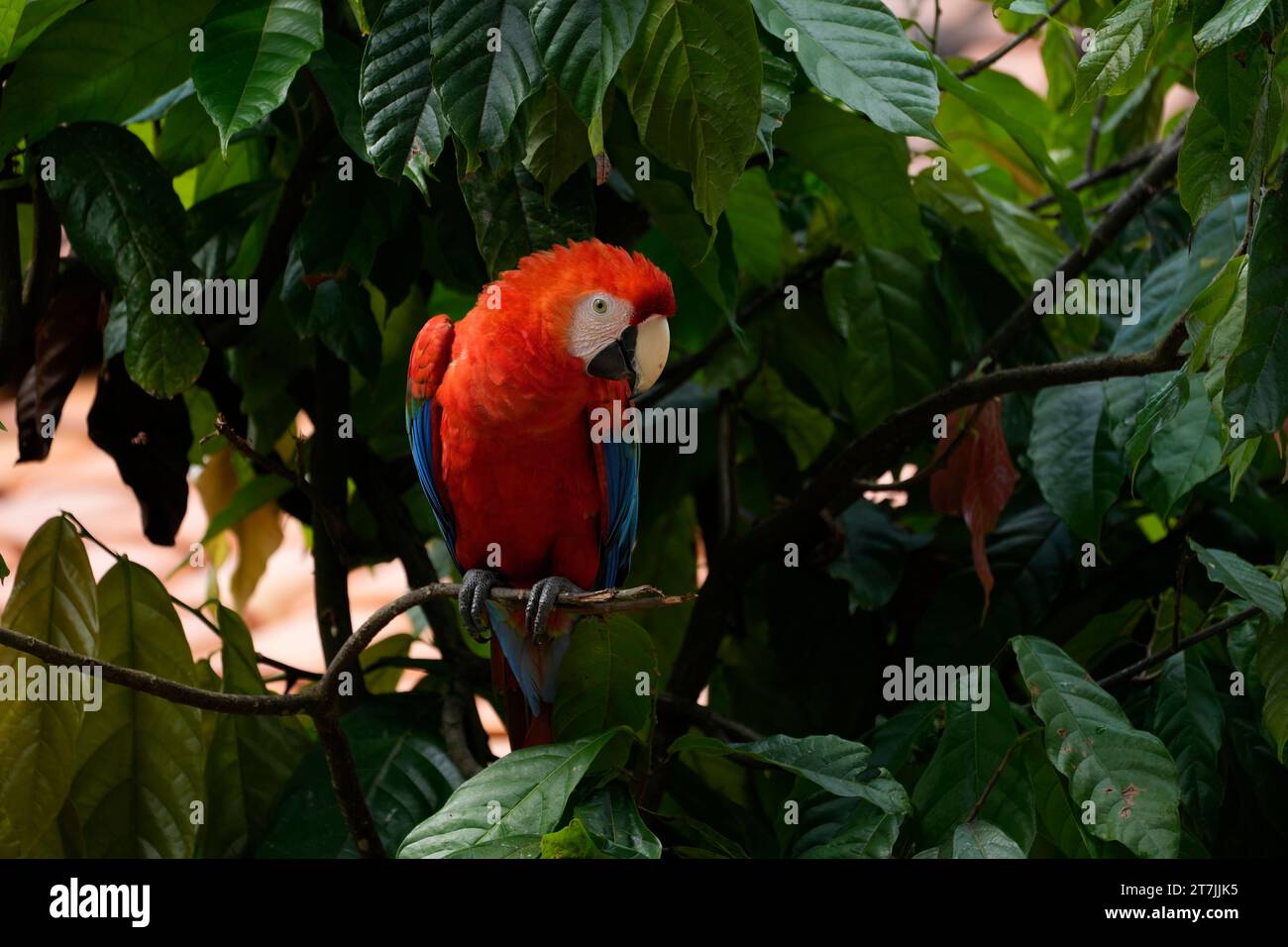 Red macaw of the indigenous Kapari Tembe sits in a tree near a house in ...