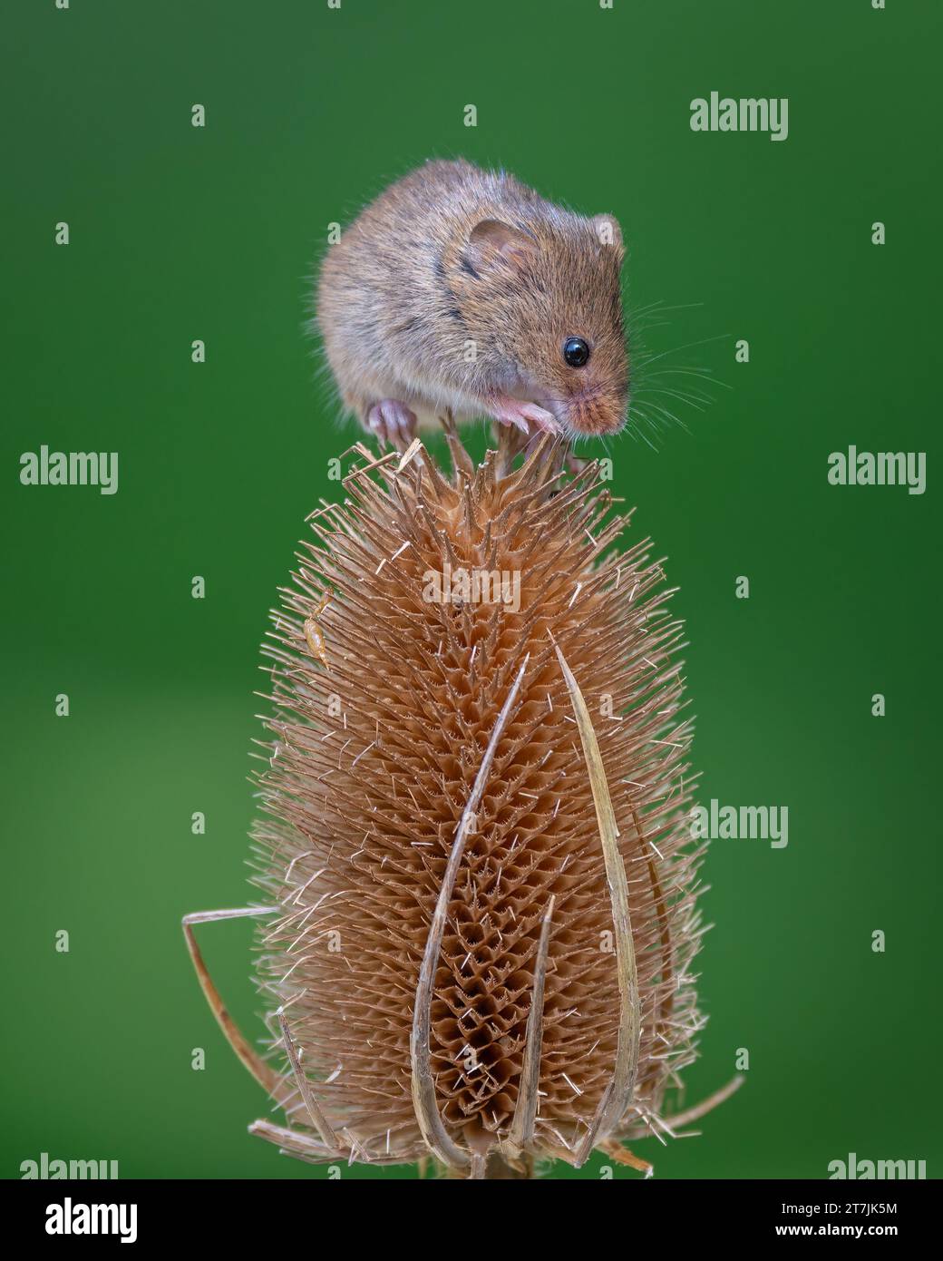 A Harvest Mouse (Micromys minitus) climbing on a teasel at British ...
