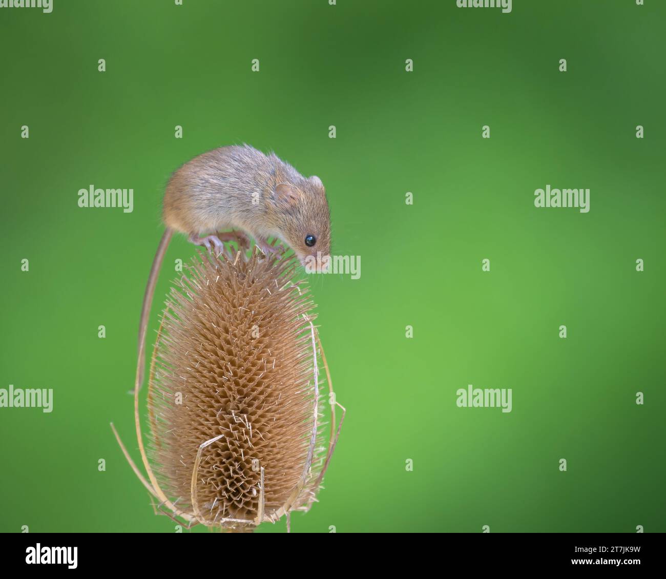 A Harvest Mouse (Micromys minitus) climbing on a teasel at British ...