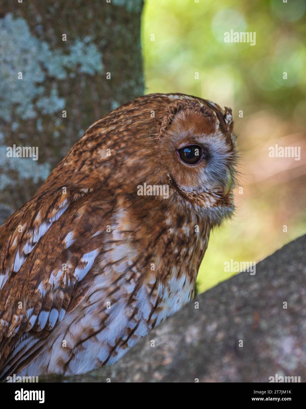 A Tawny Owl (Strix Aluco) sat in a tree at British Wildlife Centre ...