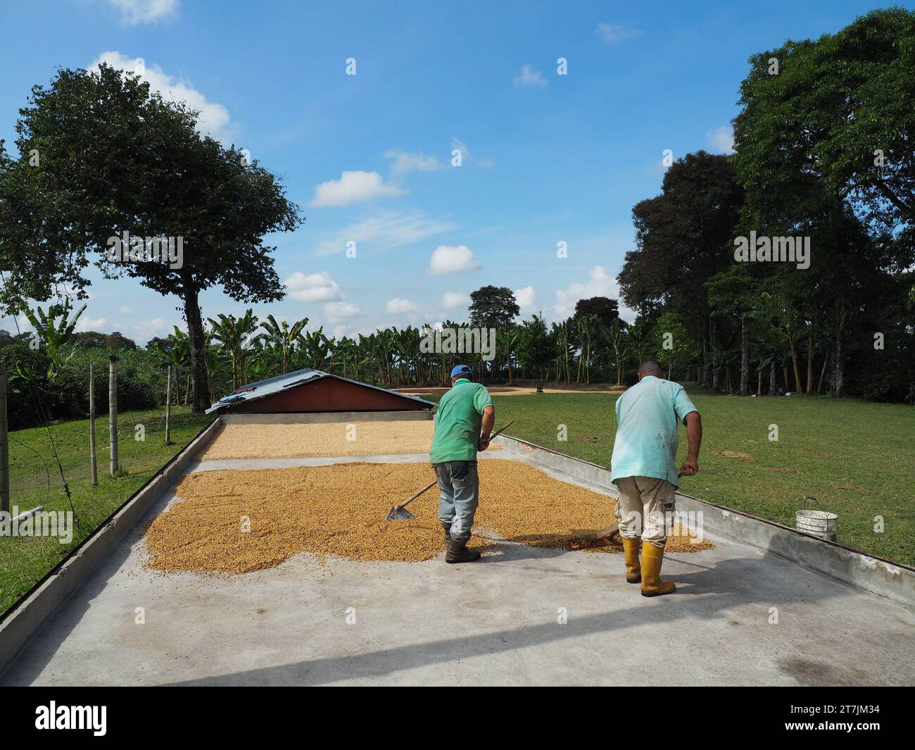 The coffee farmers in Colombia roasting beans in a lush area Stock ...