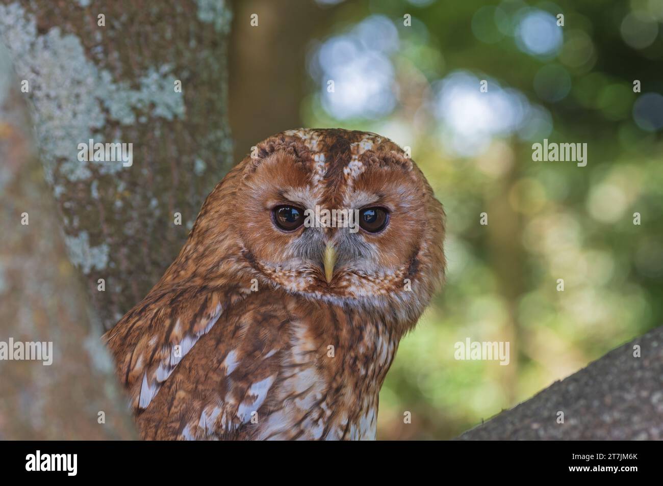 A Tawny Owl (Strix Aluco) sat in a tree at British Wildlife Centre ...
