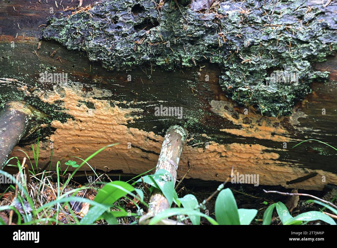 Rhodonia placenta, pink polypore fungus from Finland, no common English ...