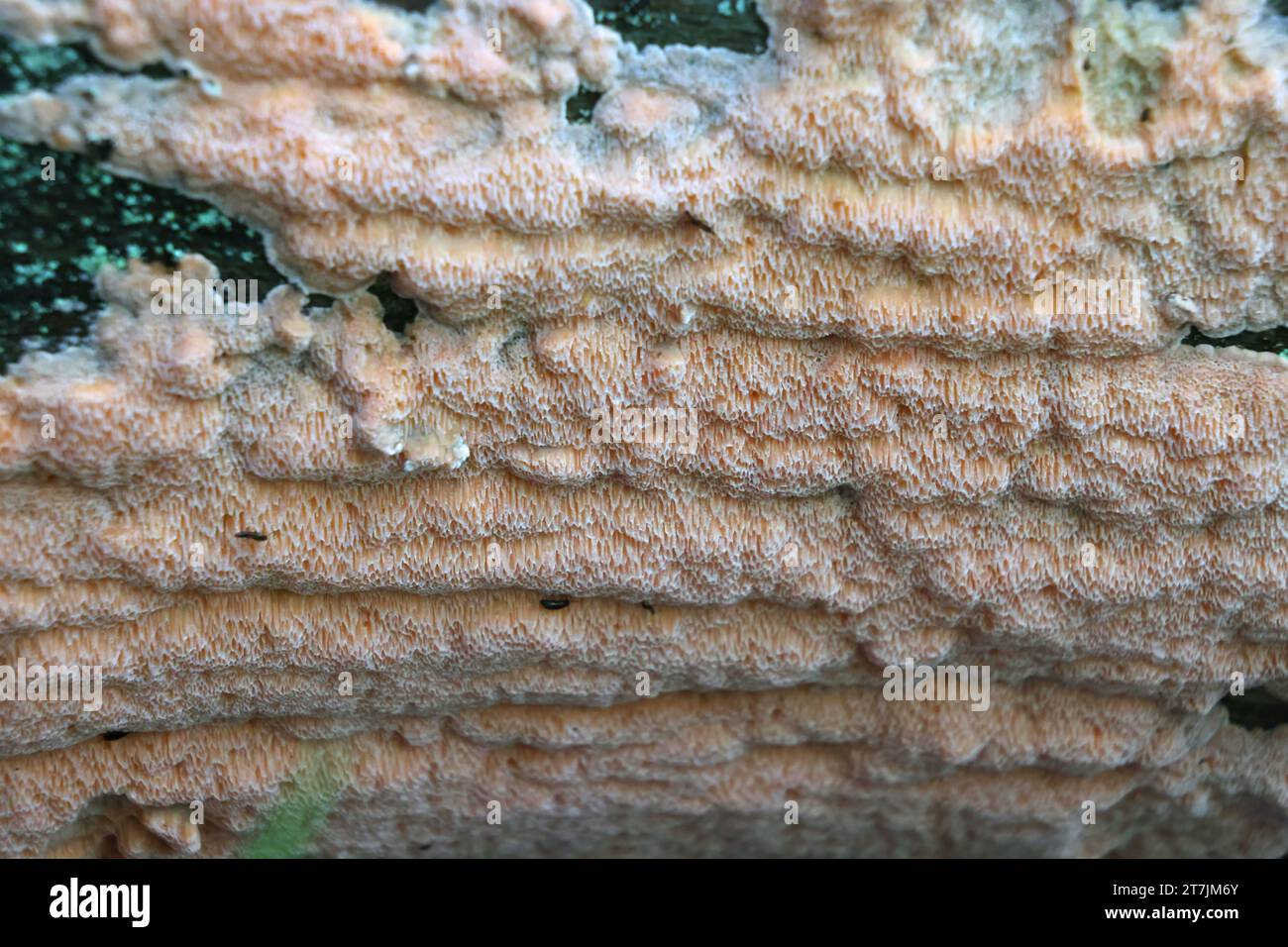 Rhodonia placenta, pink polypore fungus from Finland, no common English ...