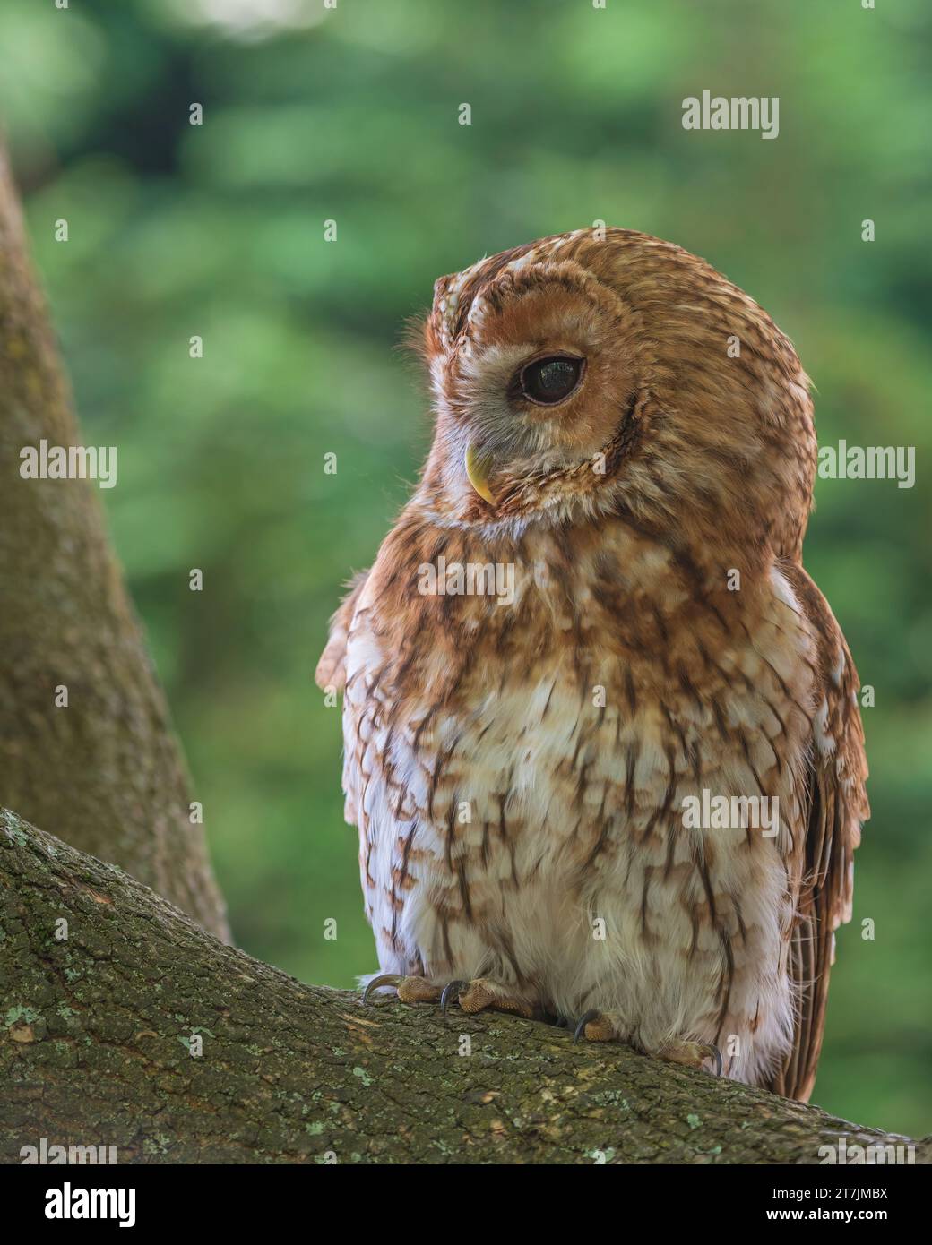 A Tawny Owl (Strix Aluco) sat in a tree at British Wildlife Centre ...