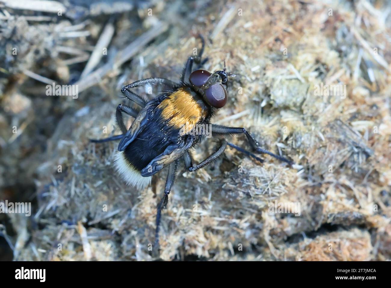 Mesembrina mystacea, a colorful fly just hatched from cow dung Stock ...