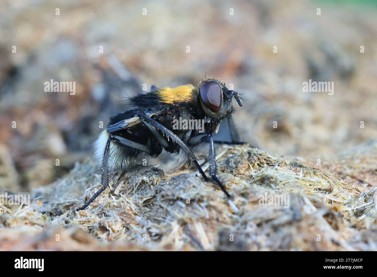 Mesembrina mystacea, a colorful fly just hatched from cow dung Stock ...