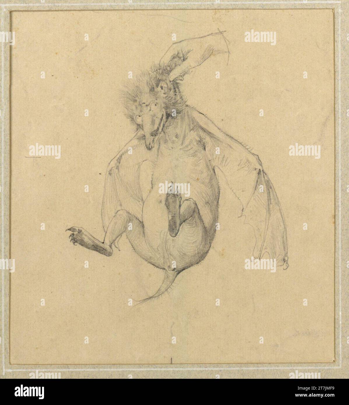 Rudolf Bacher A mythical creature, half dog, half bat (...). Pencil ...