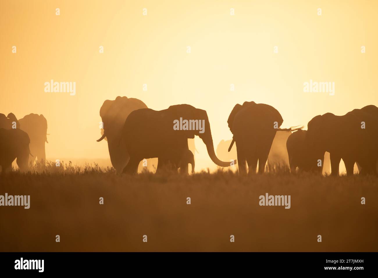 African Elephants at Sunset Stock Photo - Alamy