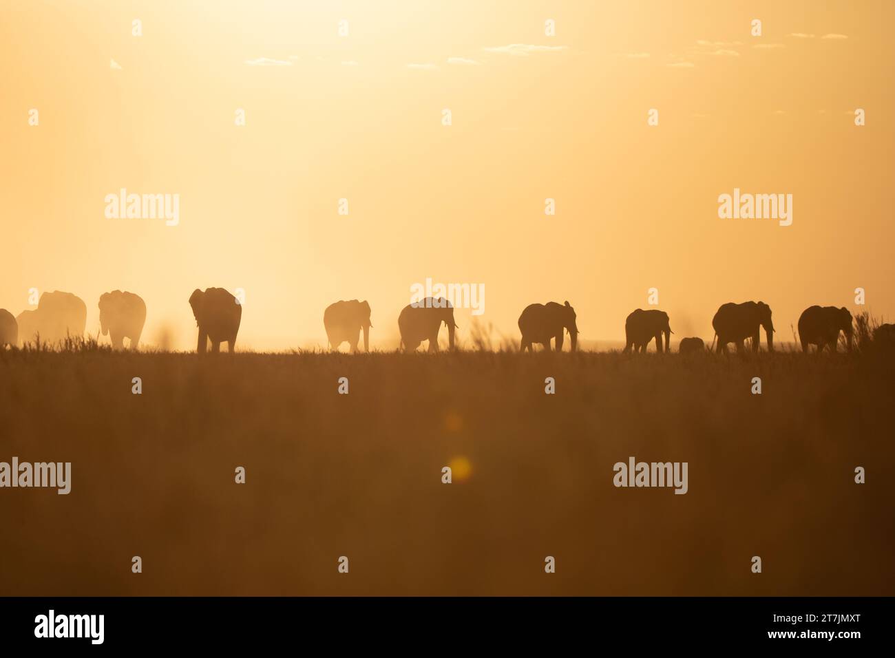 Elephants at sunset hi-res stock photography and images - Alamy