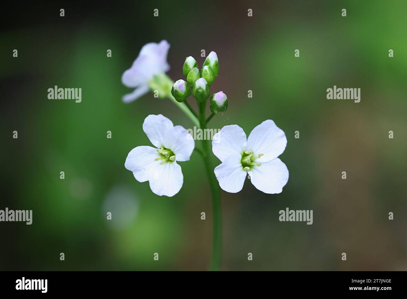 Cuckoo Flower, Cardamine pratensis, also known as Ladies smock, wild ...