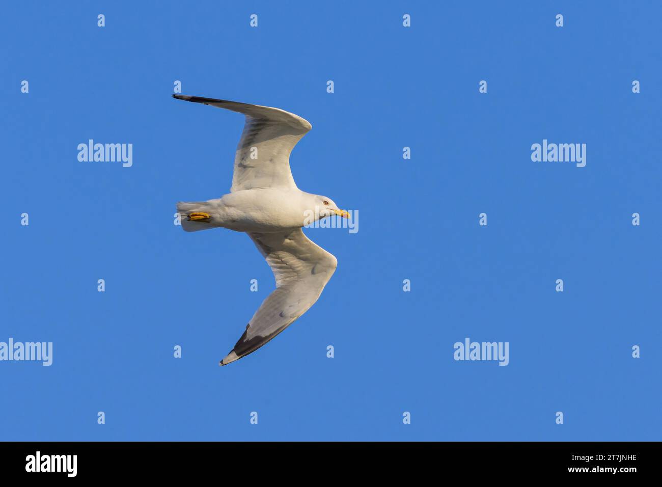 A yellow legged gull flying on a sunny day in springtime, blue sky ...
