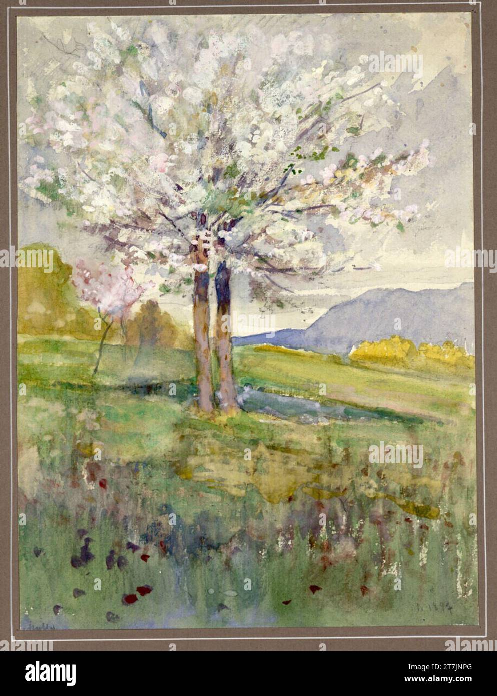 Carl Müller Flowering fruit tree on meadow. Watercolor 1897 , 1897 ...
