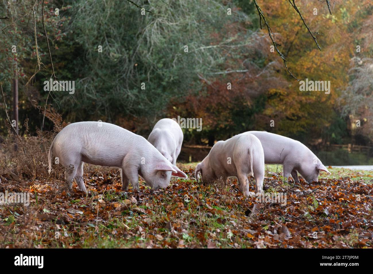 Domestic pigs roam the New Forest during autumn in pannage season to ...