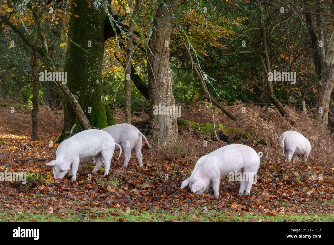 Domestic pigs roam the New Forest during autumn in pannage season to ...