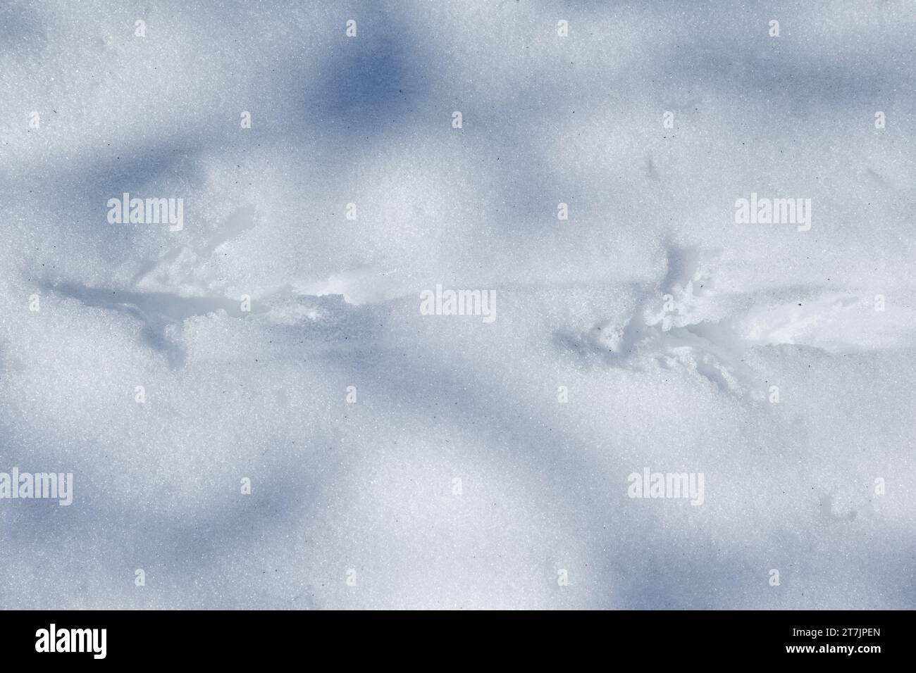 Snow tracks of the common pheasant (Phasianus colchicus Stock Photo - Alamy