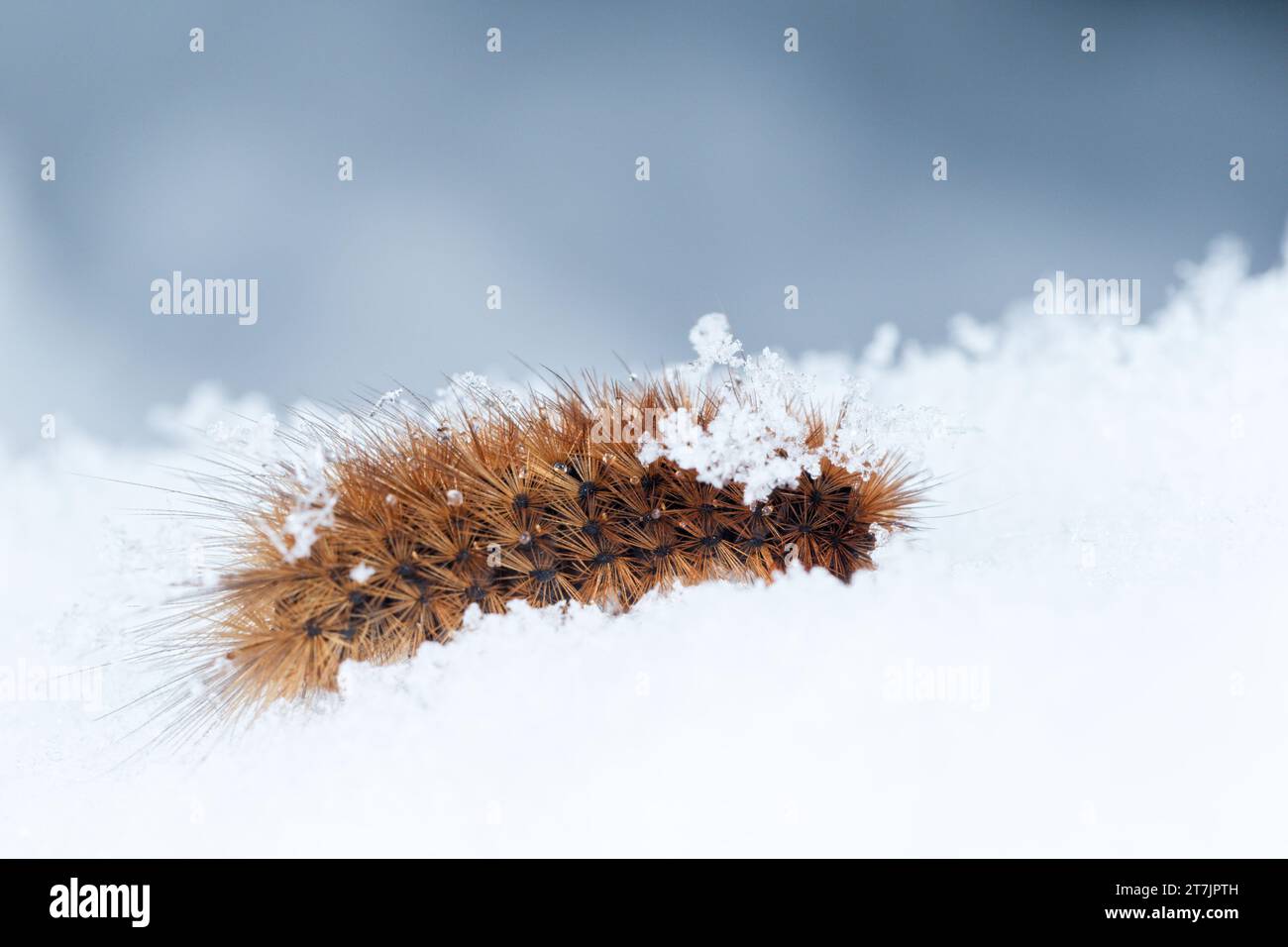 Ruby tiger moth caterpillar (Phragmatobia fuliginosa) walking on snow ...