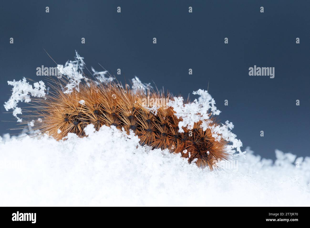 Ruby tiger moth caterpillar (Phragmatobia fuliginosa) walking on snow ...