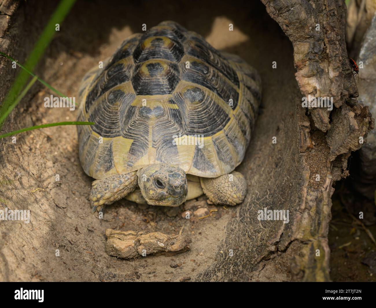 Portrait of a tortoise (Testudo hermanni boettgeri) sitting on a piece ...