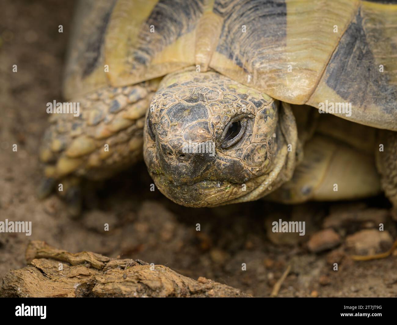 Portrait of a tortoise (Testudo hermanni boettgeri) sitting on a piece ...