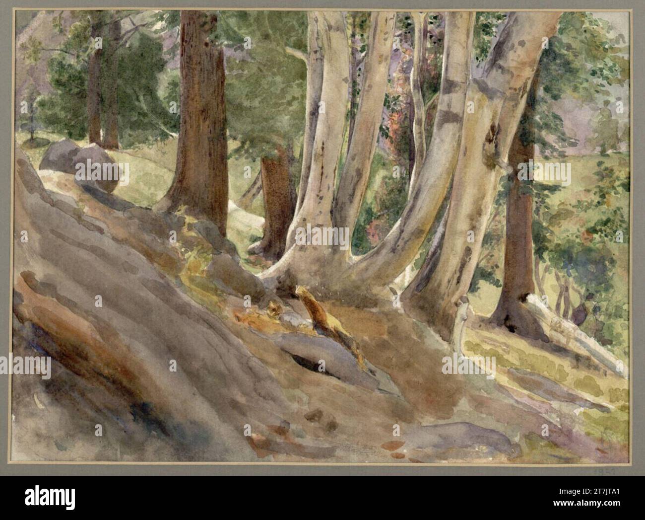 Rudolf Swoboda Tree game from a beech forest. Watercolor Stock Photo ...