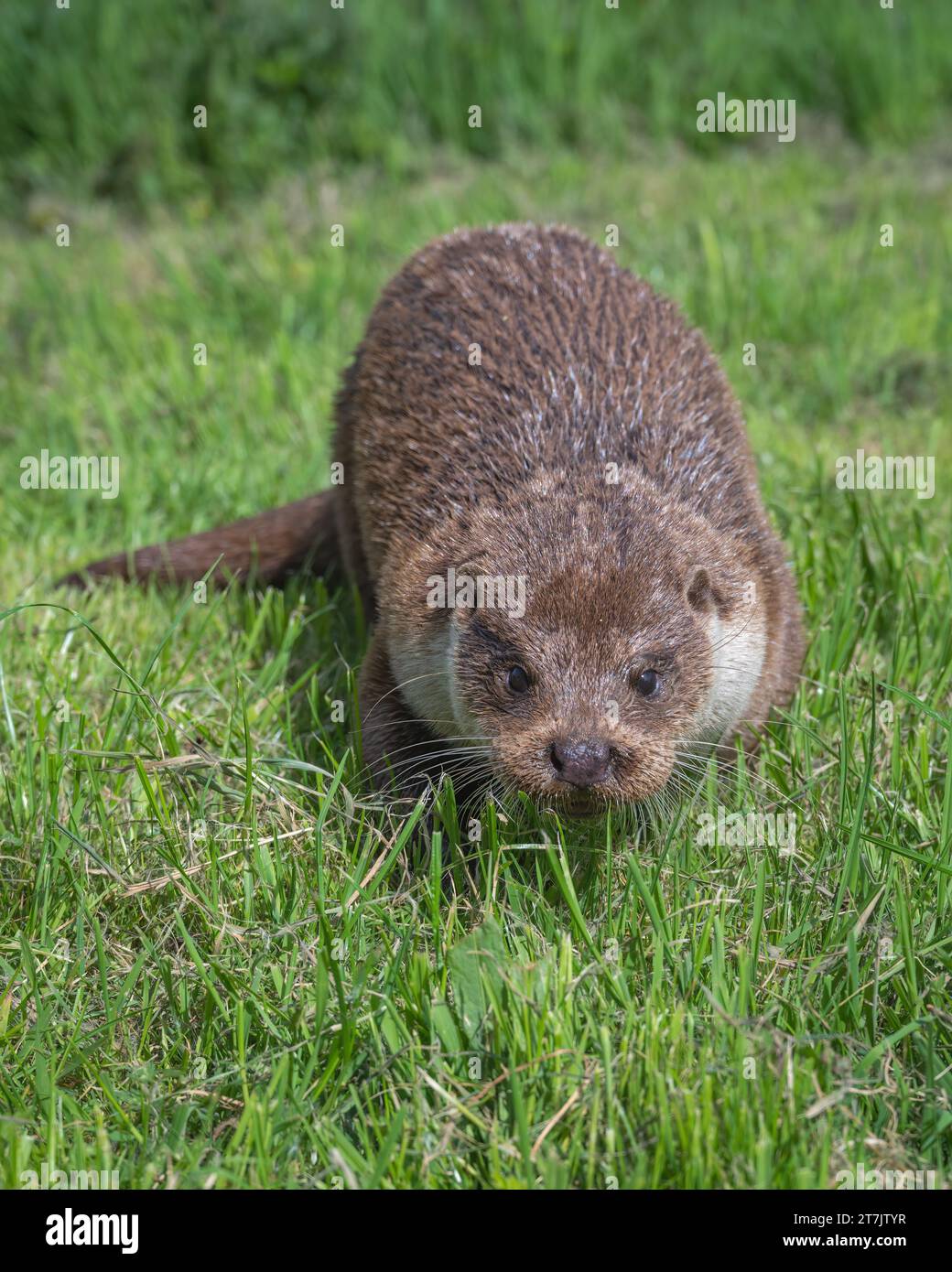A European Otter (Lutra Lutra) on the move in its enclosure at British ...