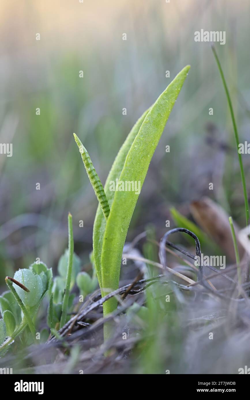Ophioglossum vulgatum, commonly known as adder's-tongue, southern ...