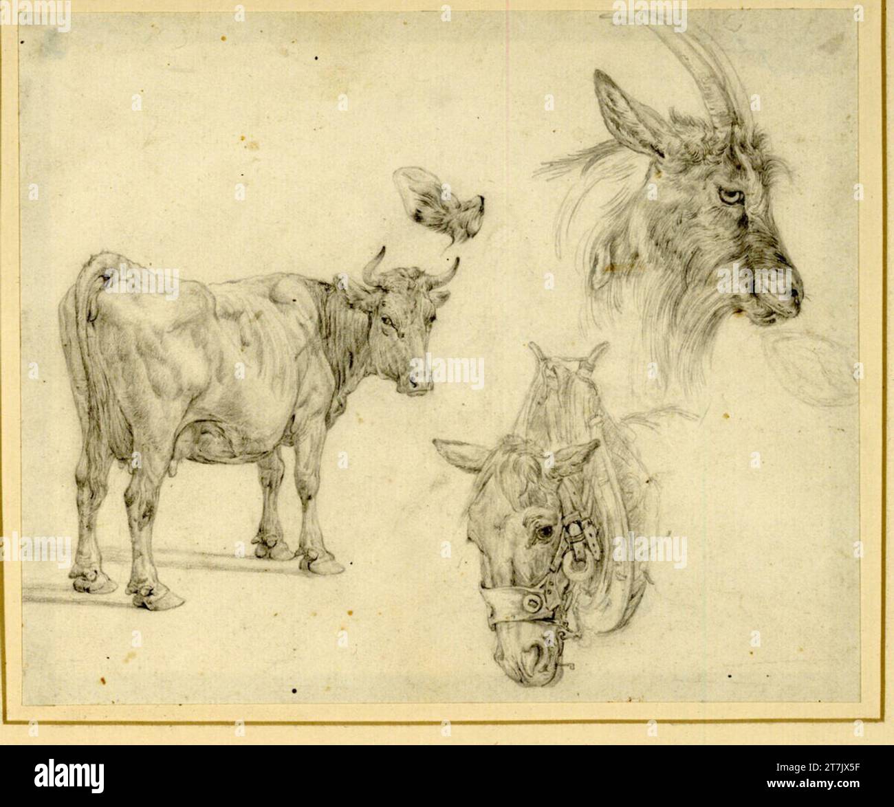 Goat studies hi-res stock photography and images - Alamy