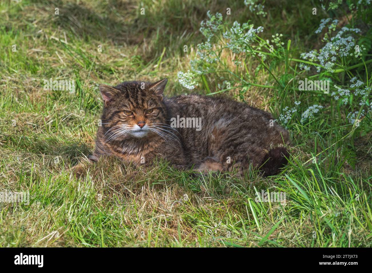 A Scottish Wildcat (Felis Silvestris Silvestris) at rest in its ...