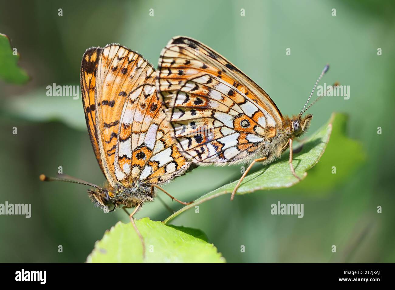Small pearl-bordered fritillary (Boloria selene), called the silver ...