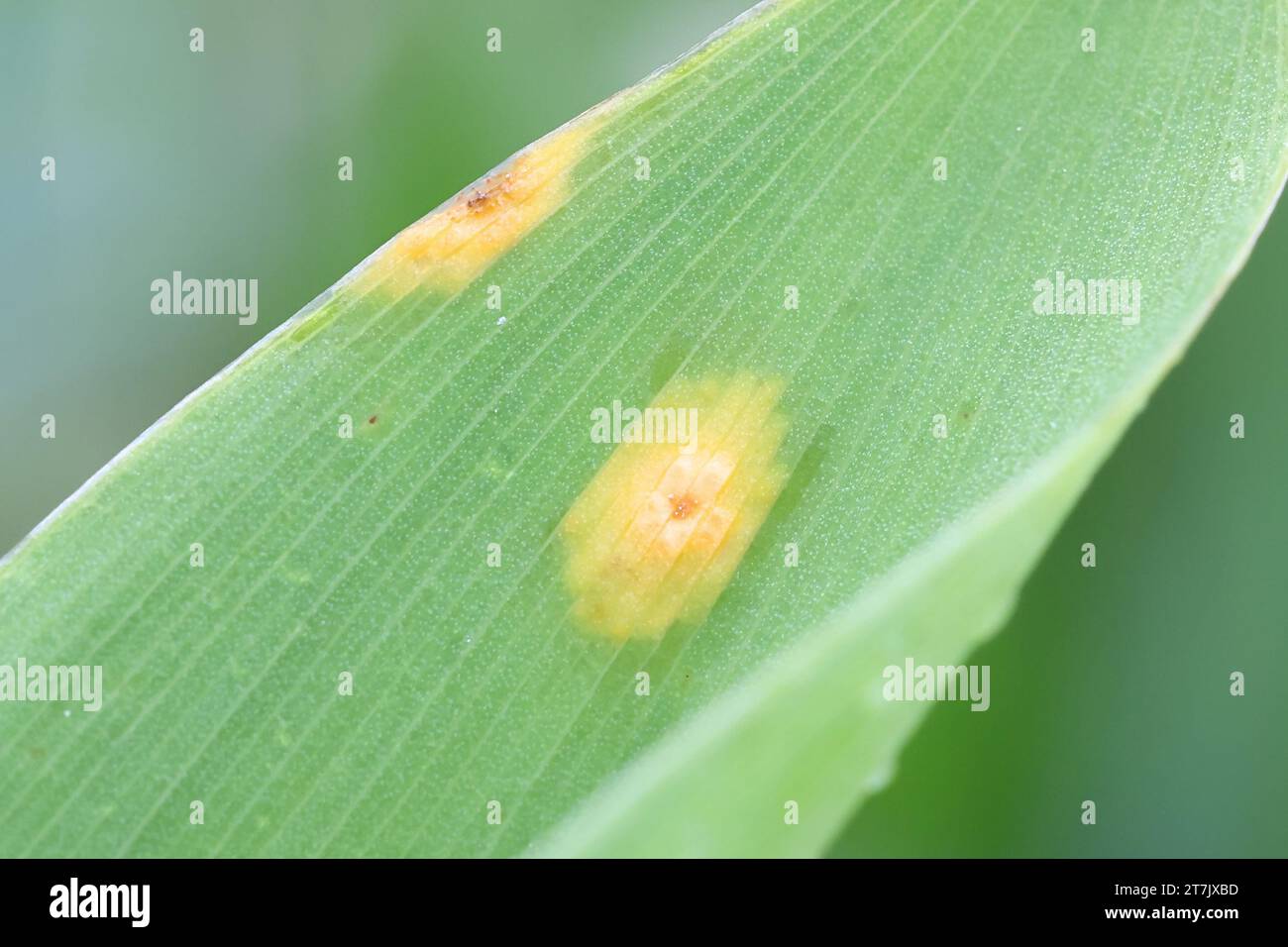 Puccinia sessilis, a fungal plant pathogen, known as arum rust or ...