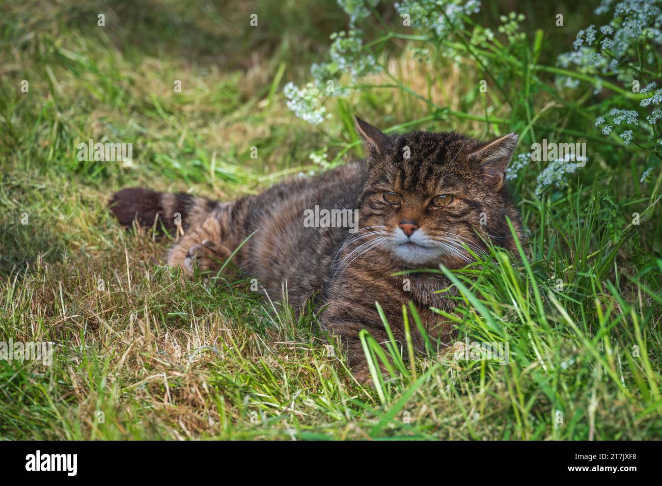 A Scottish Wildcat (Felis Silvestris Silvestris) at rest in its ...