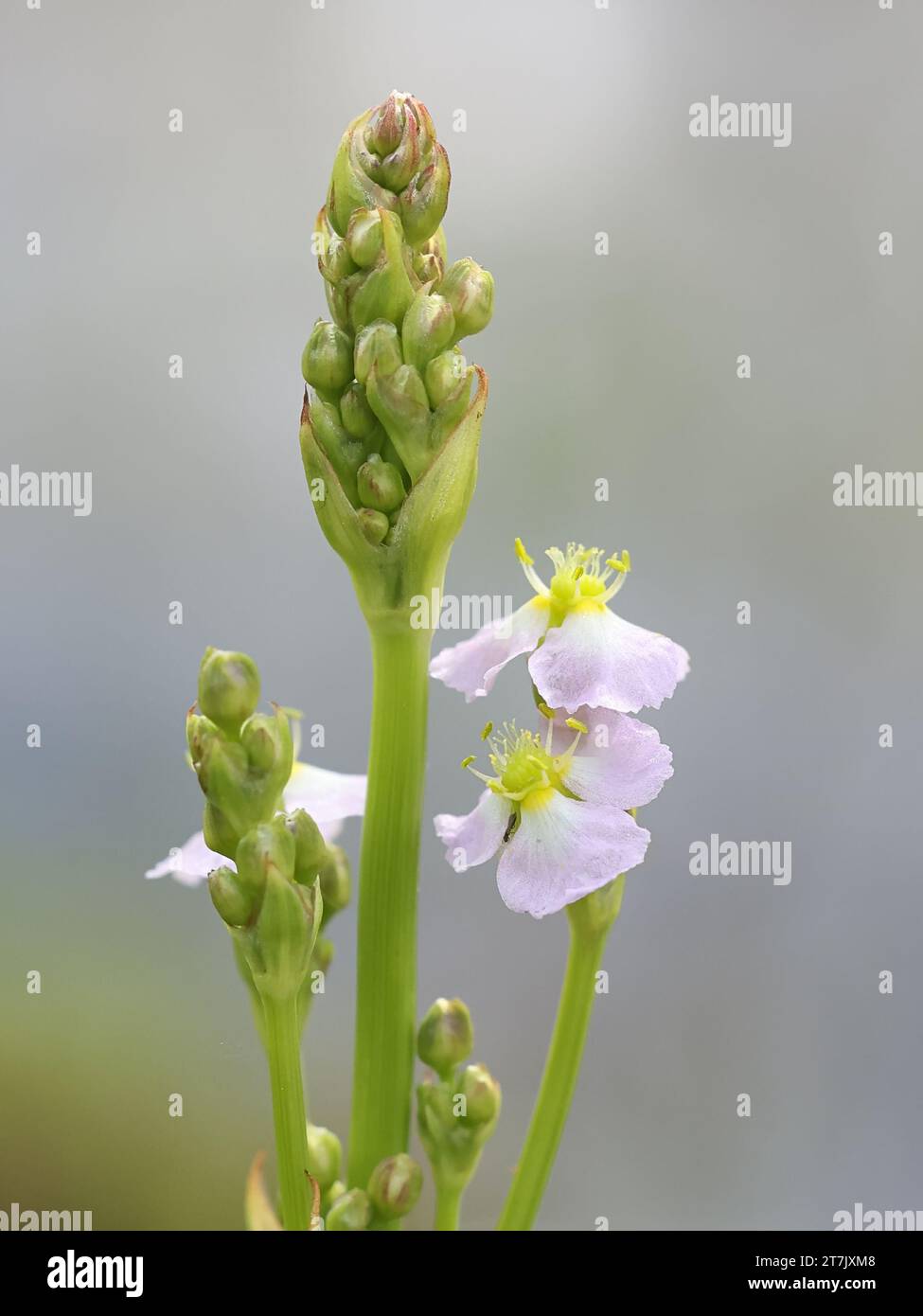 Alisma plantago-aquatica, commonly known as Water-plantain, Great water ...
