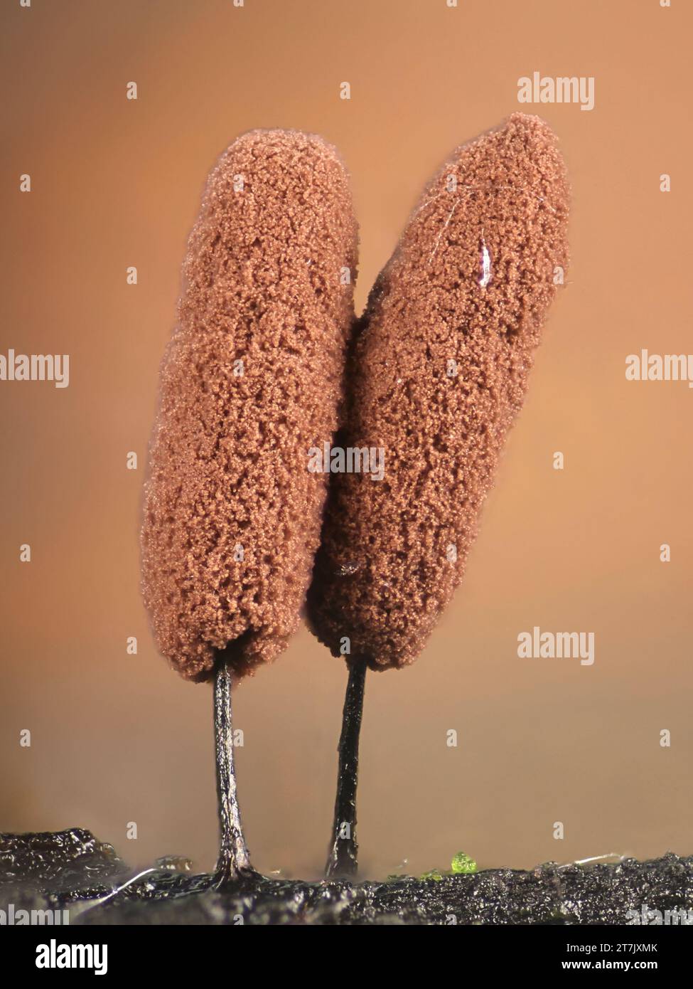 Stemonitopsis hyperopta, slime mold from Finland, microscope image of ...