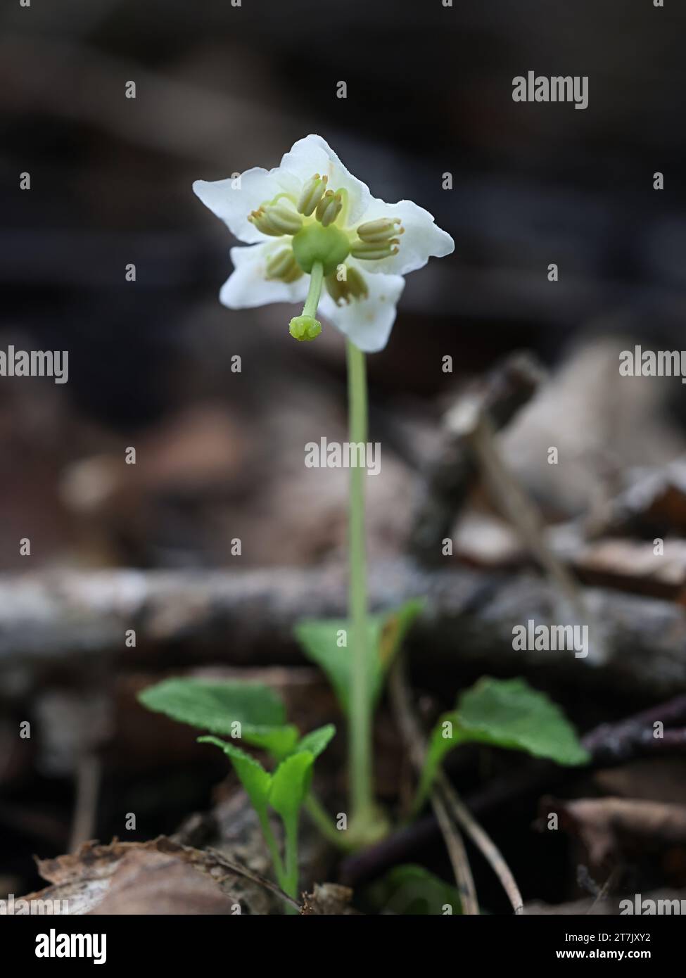 One-flowered Wintergreen, Moneses uniflora, also known as Single ...